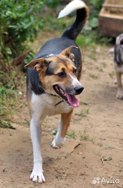 Собака в добрые руки