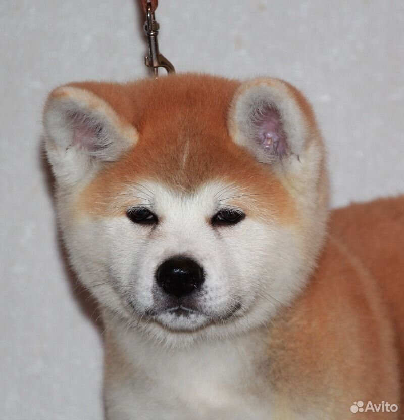 Дети настоящих Японцев. импорт оба родителя, РКФ