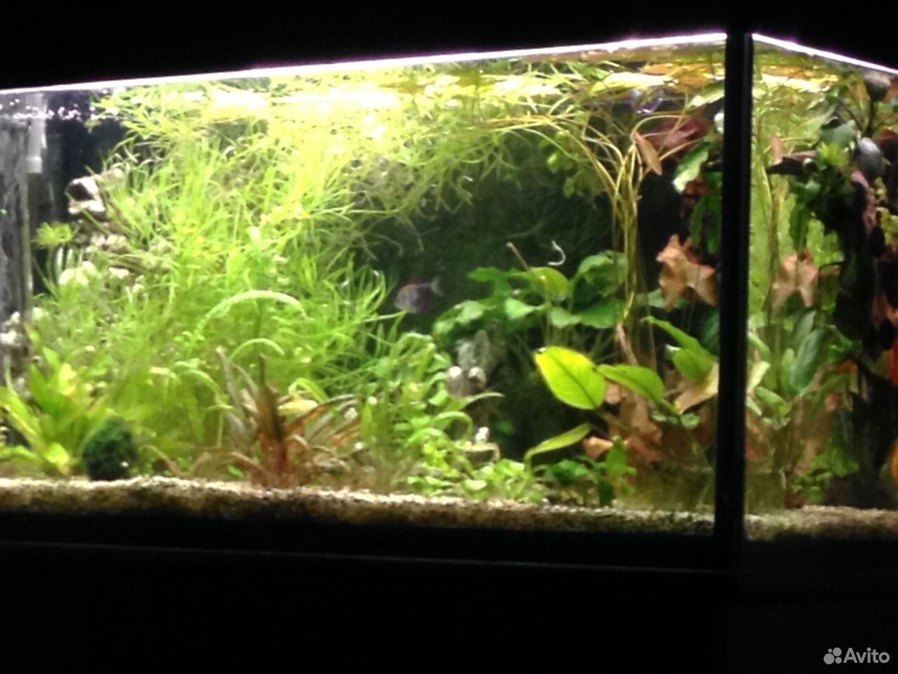 Аквариум