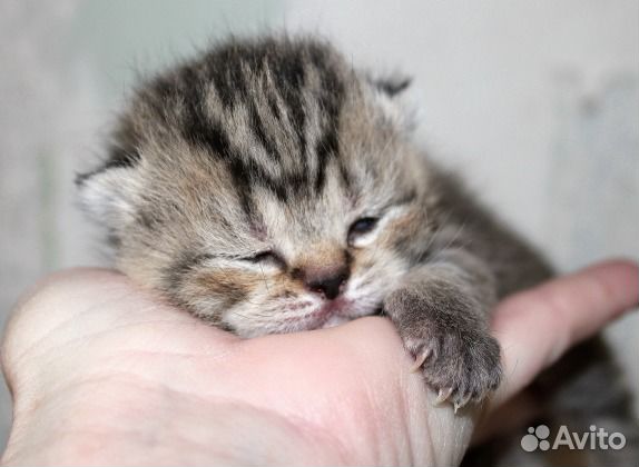 Породистые котодетки