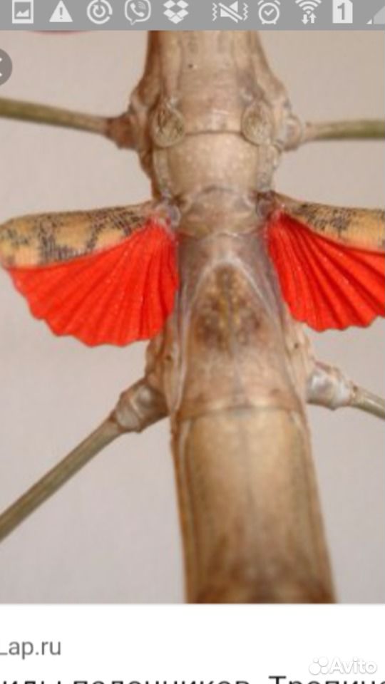 Палочник индонезийский краснокрылый - Phaenopharos