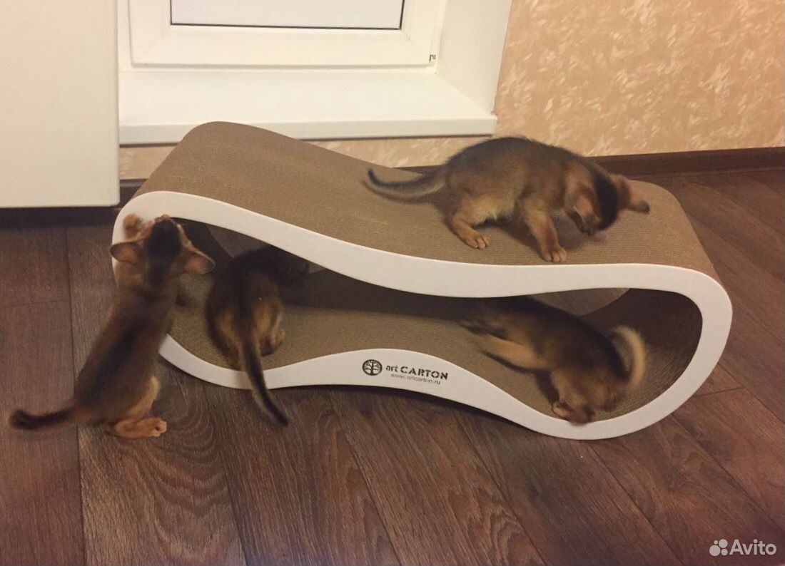 Абиссинская малышня (резерв), помет О