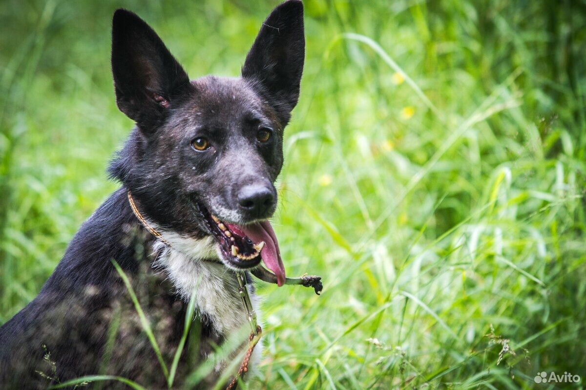 Собака Лейла