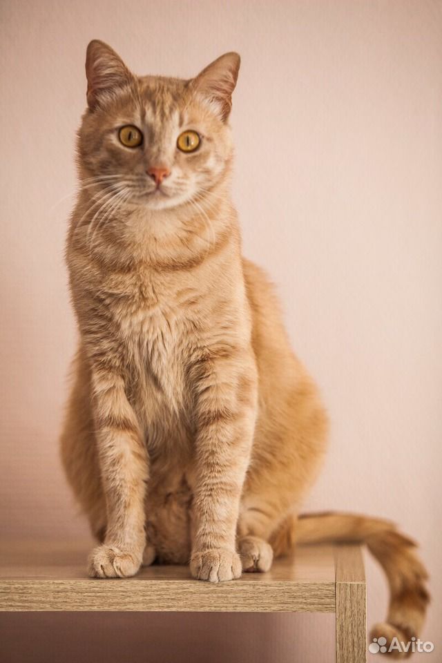 Рыжий кот Богдан