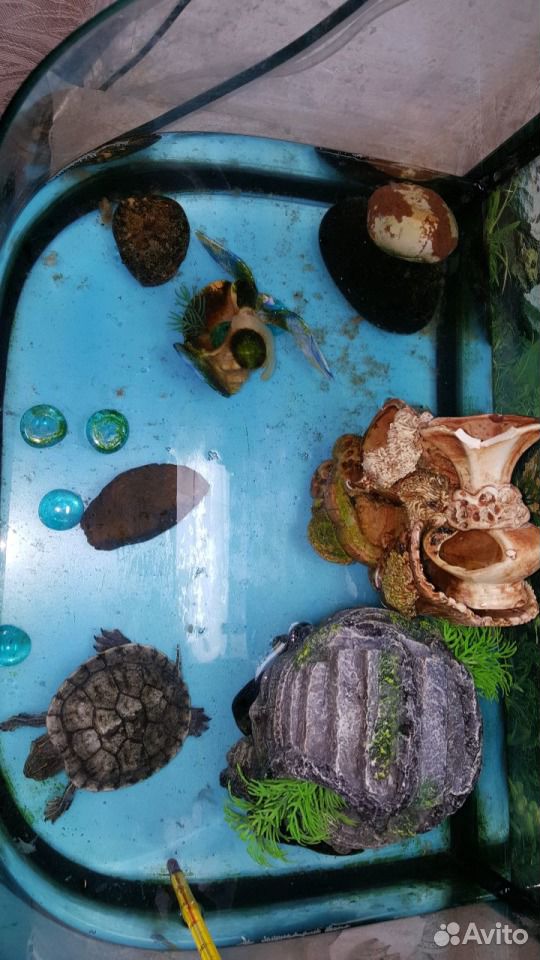 Красноухая черепаха с акватеррариумом