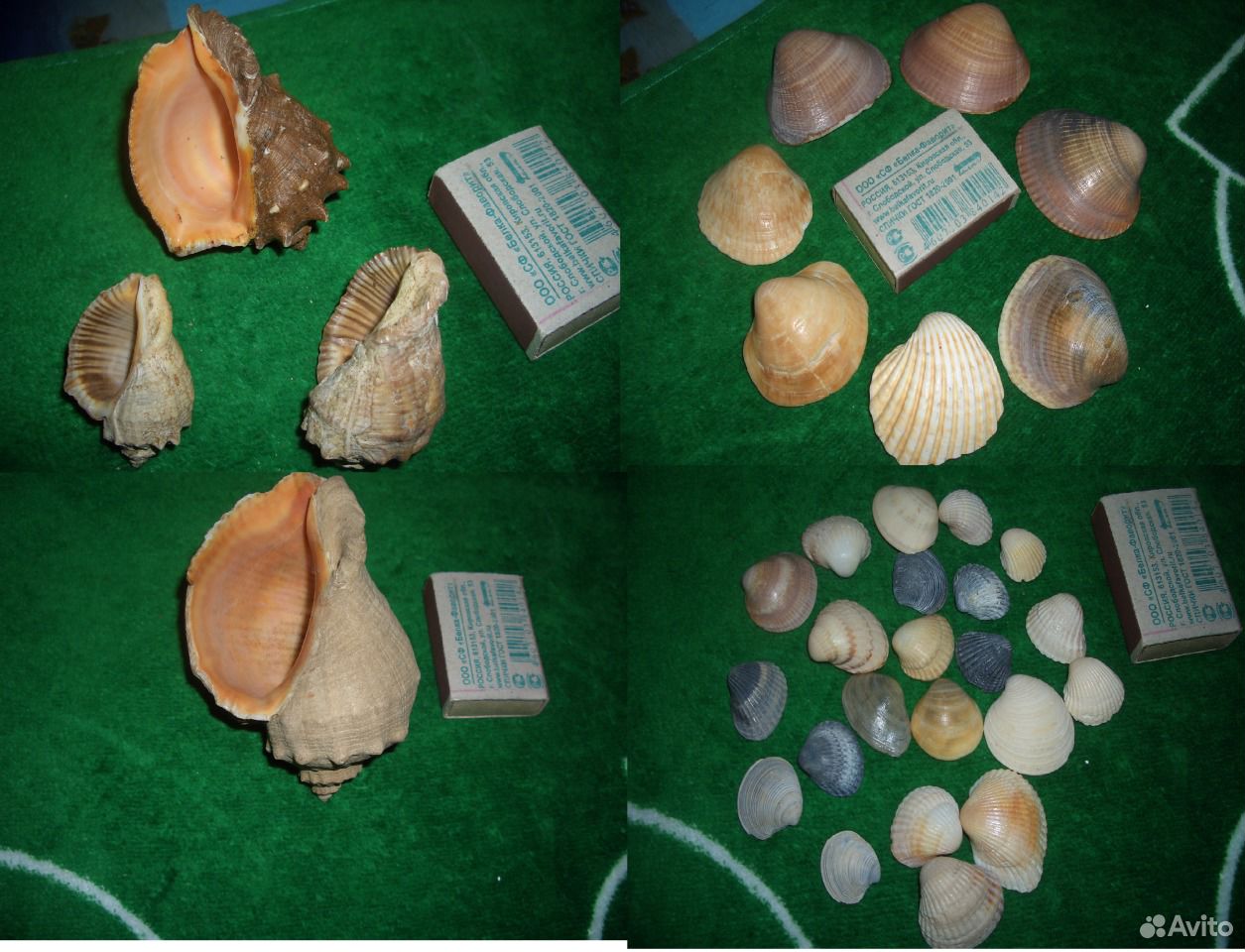 Морские ракушки