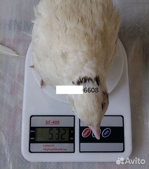 Перепела суточные, инкубационное яйцо чистая кровь