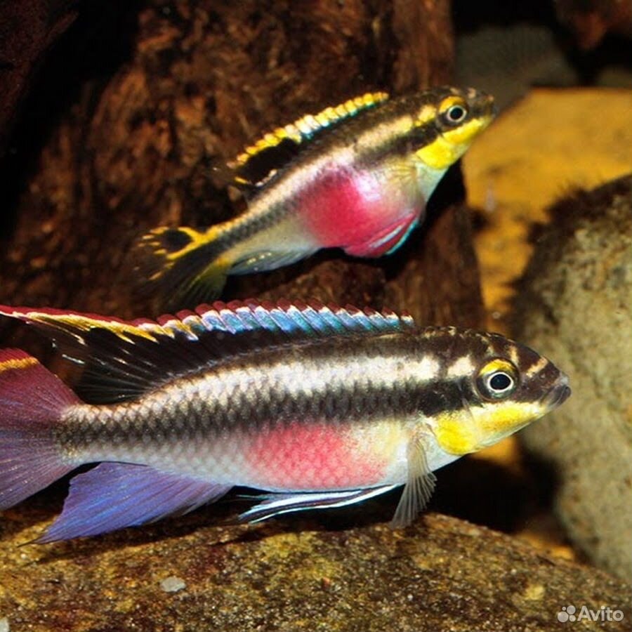 Пельвикахромис - попугай, карликовые цихлиды