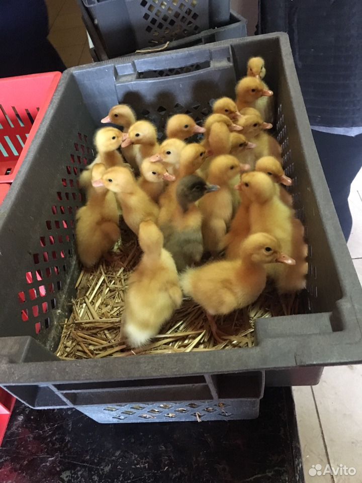 Утята суточные, стар 53, Черри Велли