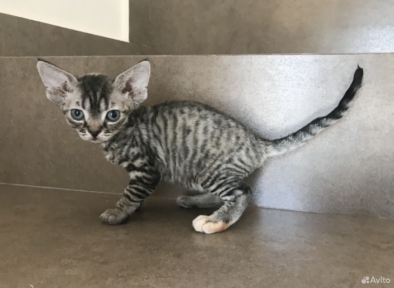 Котик тигровый Марсик