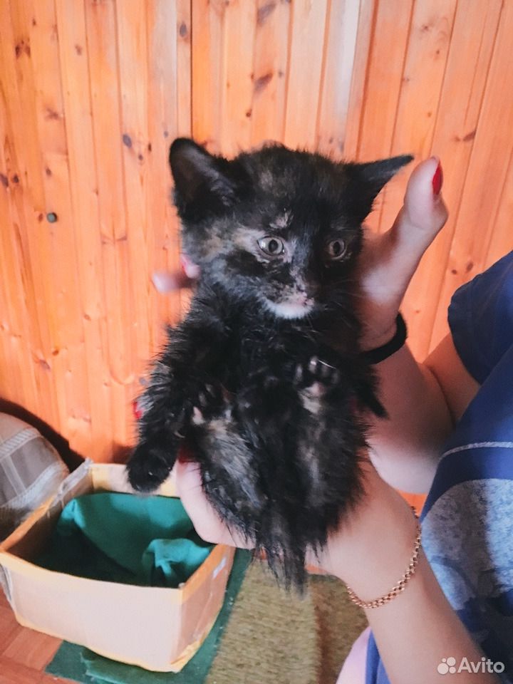 4 котёнка отдаются В дар помогите найти им хозяев
