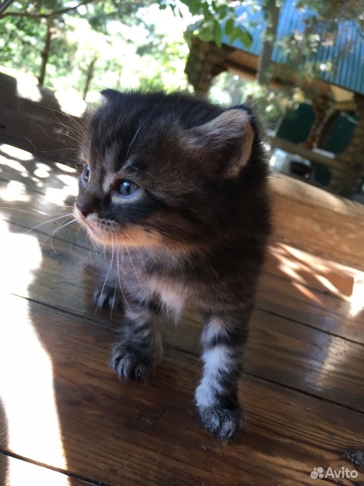 Скоттишь страйт