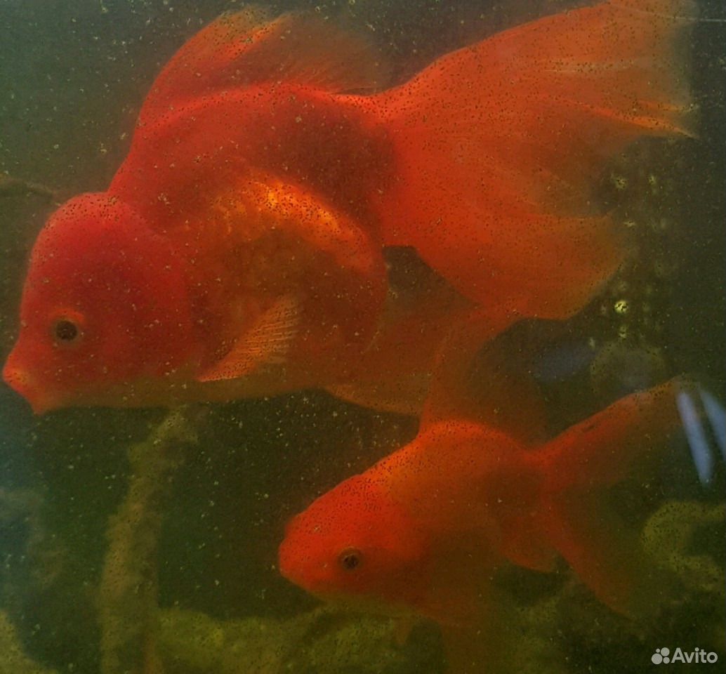 2 Золотые рыбки