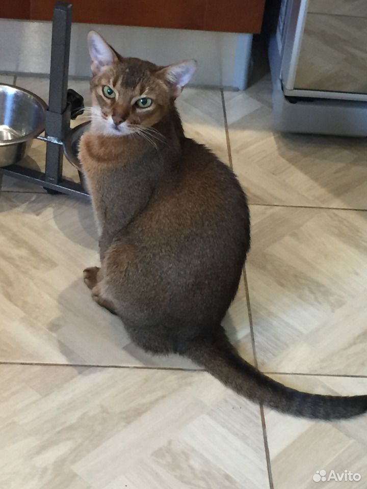 Кошка ищет дом