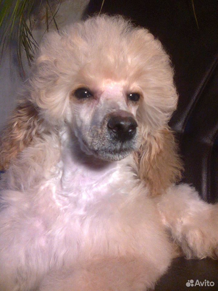 Ищу кобеля для вязки