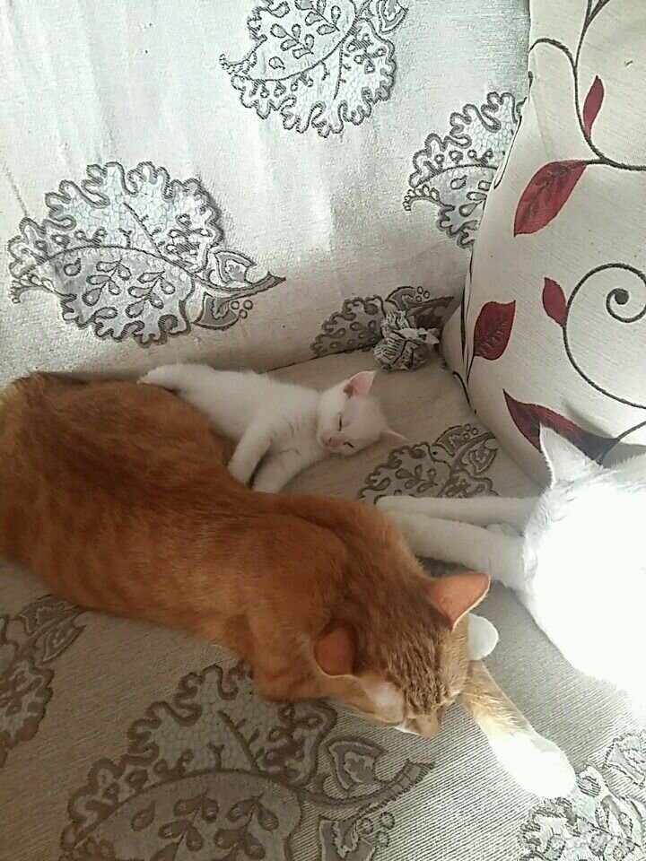 Котенок курильский бобтейл
