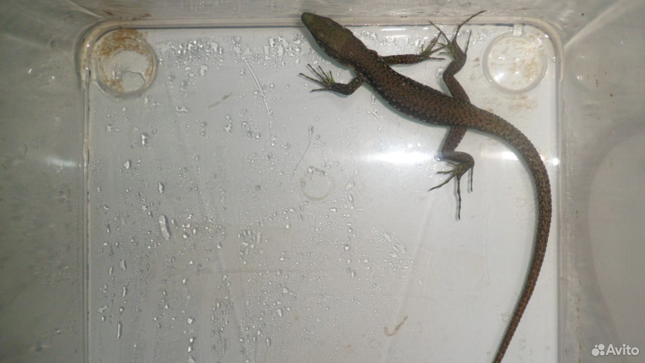 Скальные ящерицы