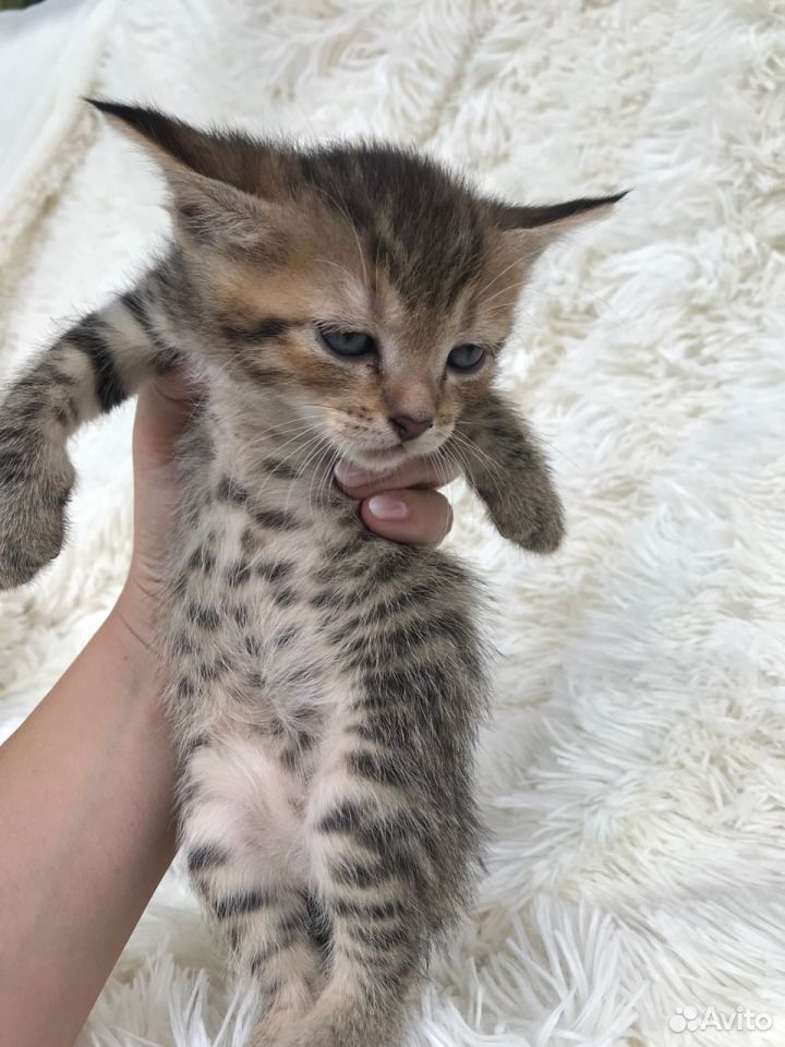 Рыся ждет заботливых и добрый хозяев