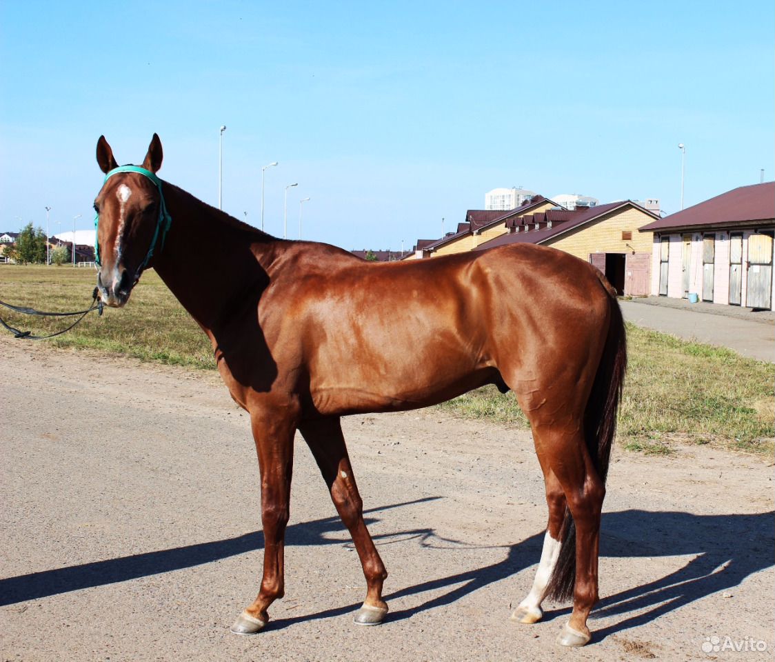 Ахалтекинский жеребец 2015г.р