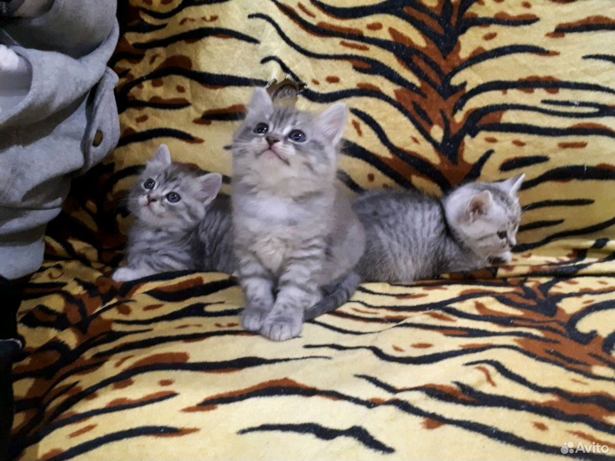 Котята метисы британца