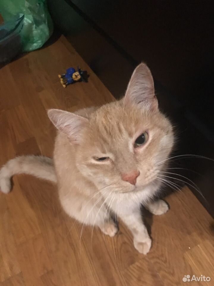 Кот Мусяк