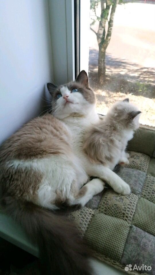 Малютки рэдголл