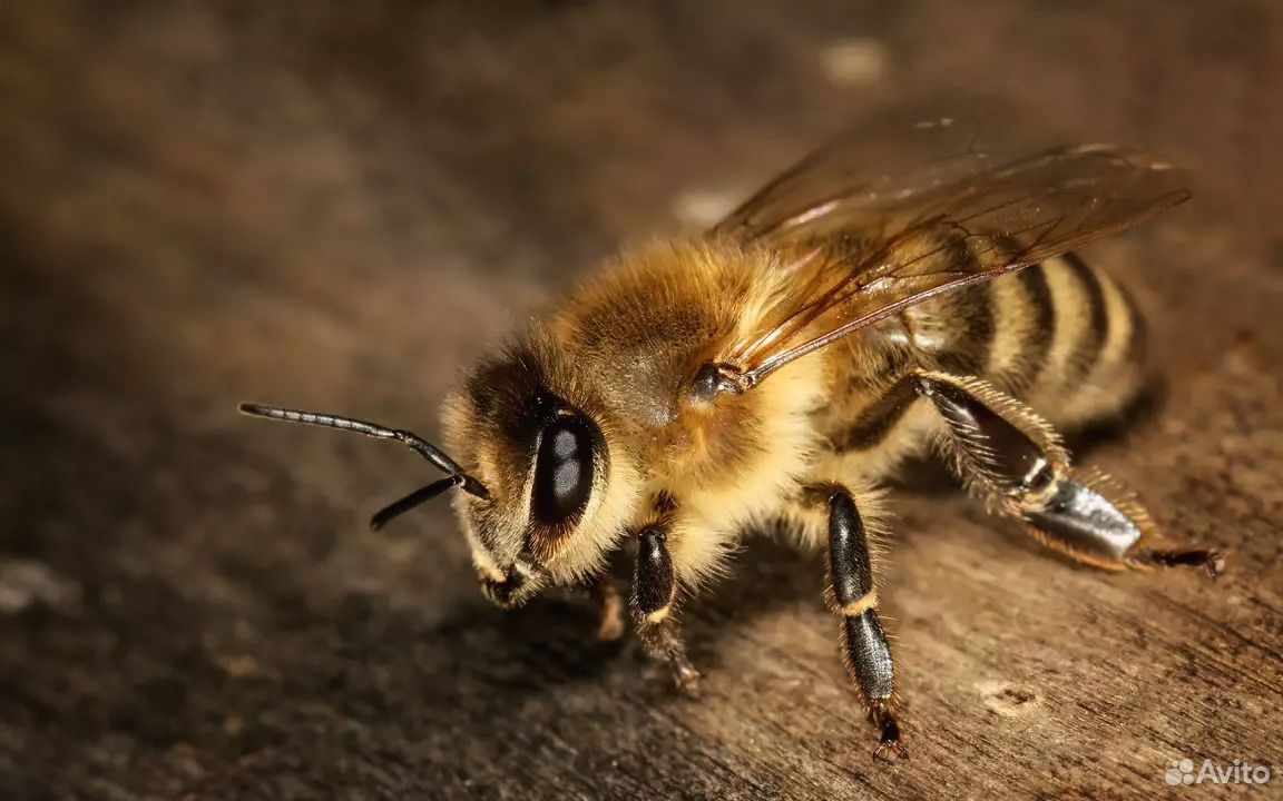 Семьи пчёл. Бакфаст и Карника