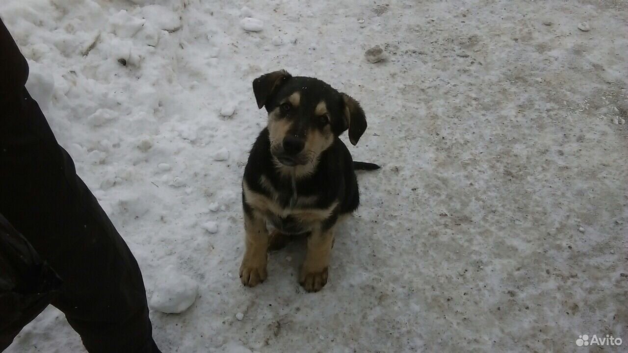 Щенки братишки