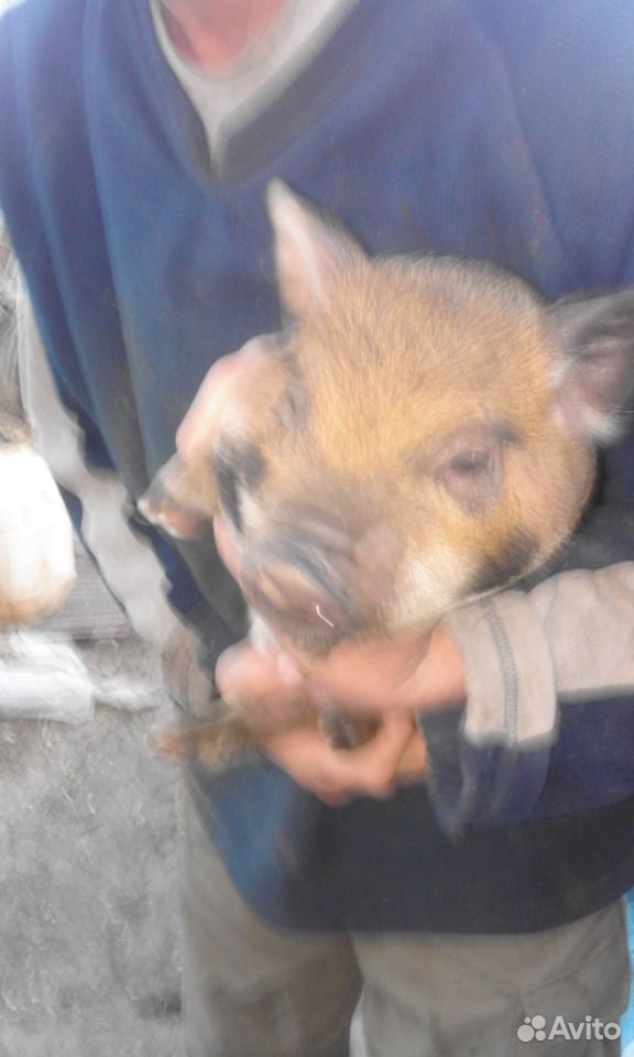 Поросята кормалы