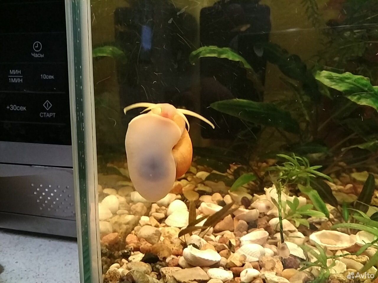 Улитки Ампулярии