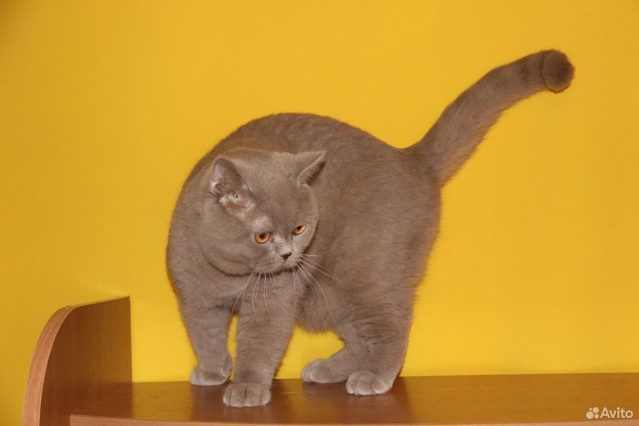 Чистокровные британские аристократы