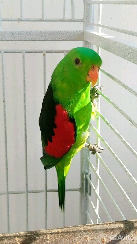 Продается птенцы краснокрылого попугая