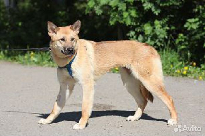 Метис акиты Лиса в добрые руки