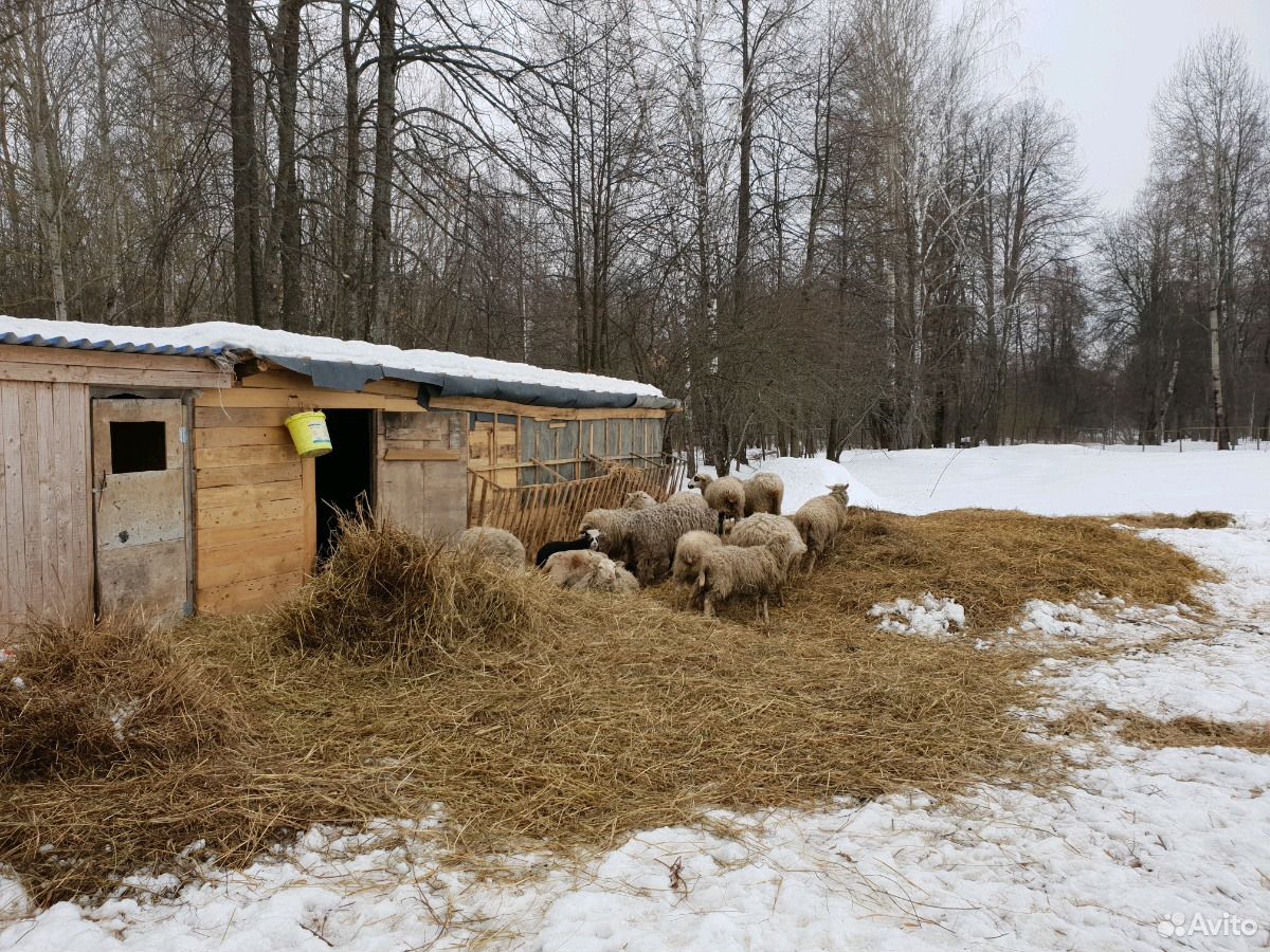 Шерсть овечья