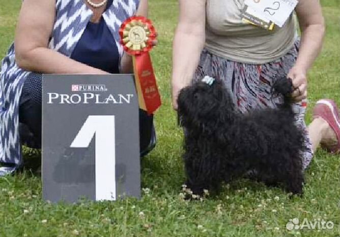 Мальчик рцб для выставок и разведения