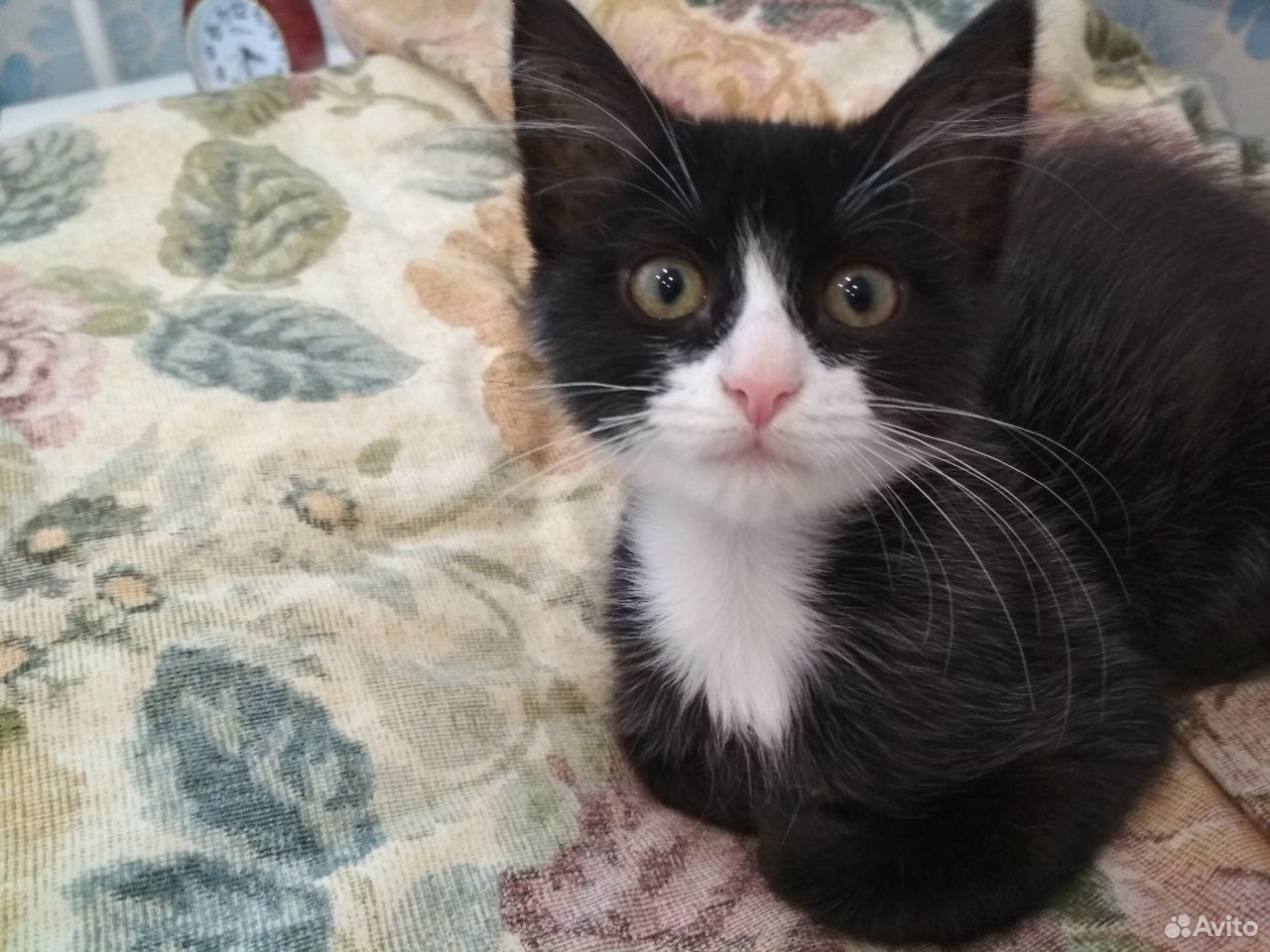 Очаровательная Ночка