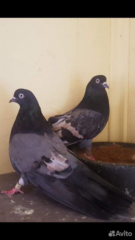 Кировоградские и николаевские голуби