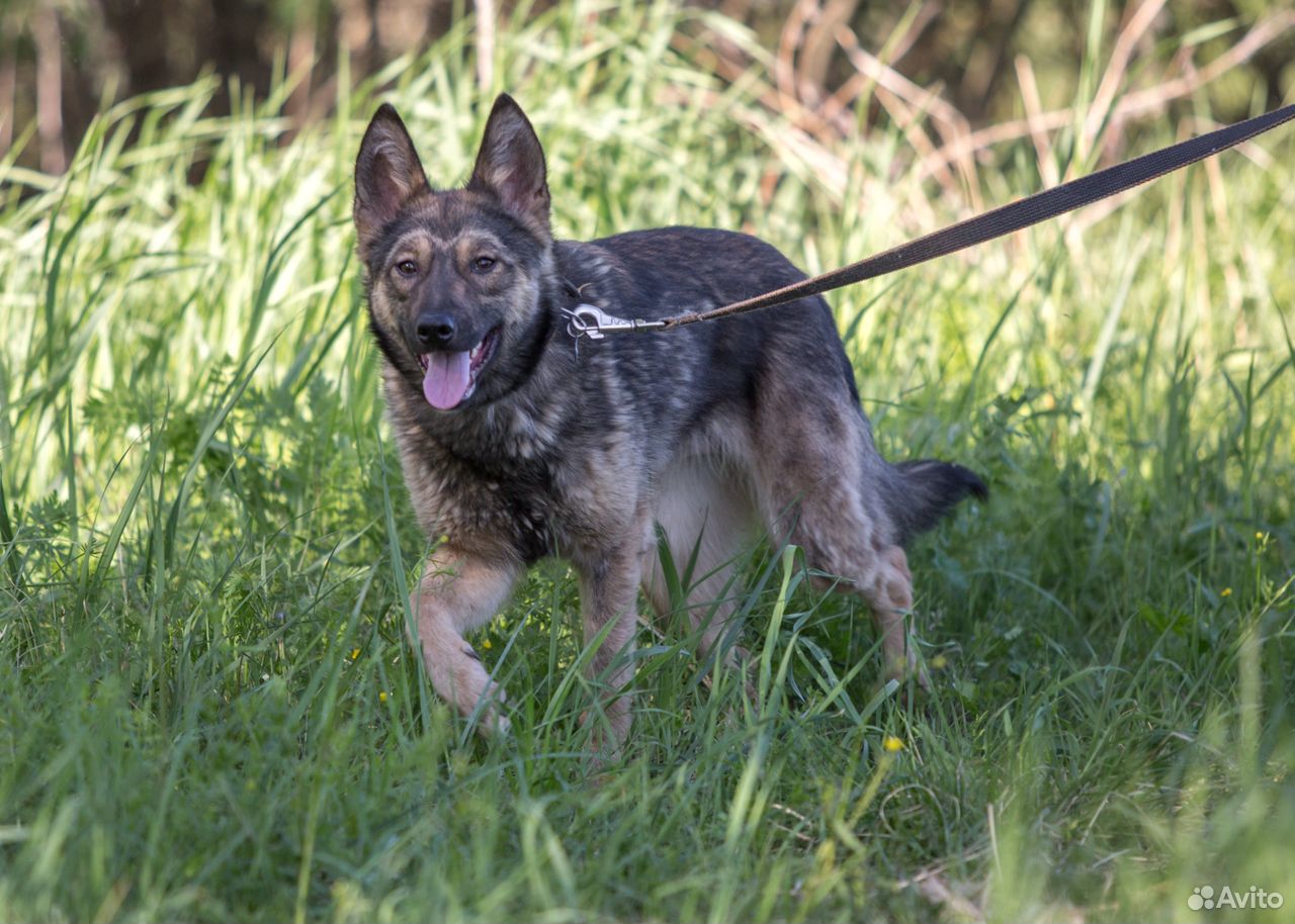 Метис овчарки, 1, 5года, в добрые руки