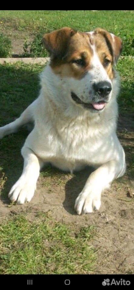 Собака смесь сао и дворняги