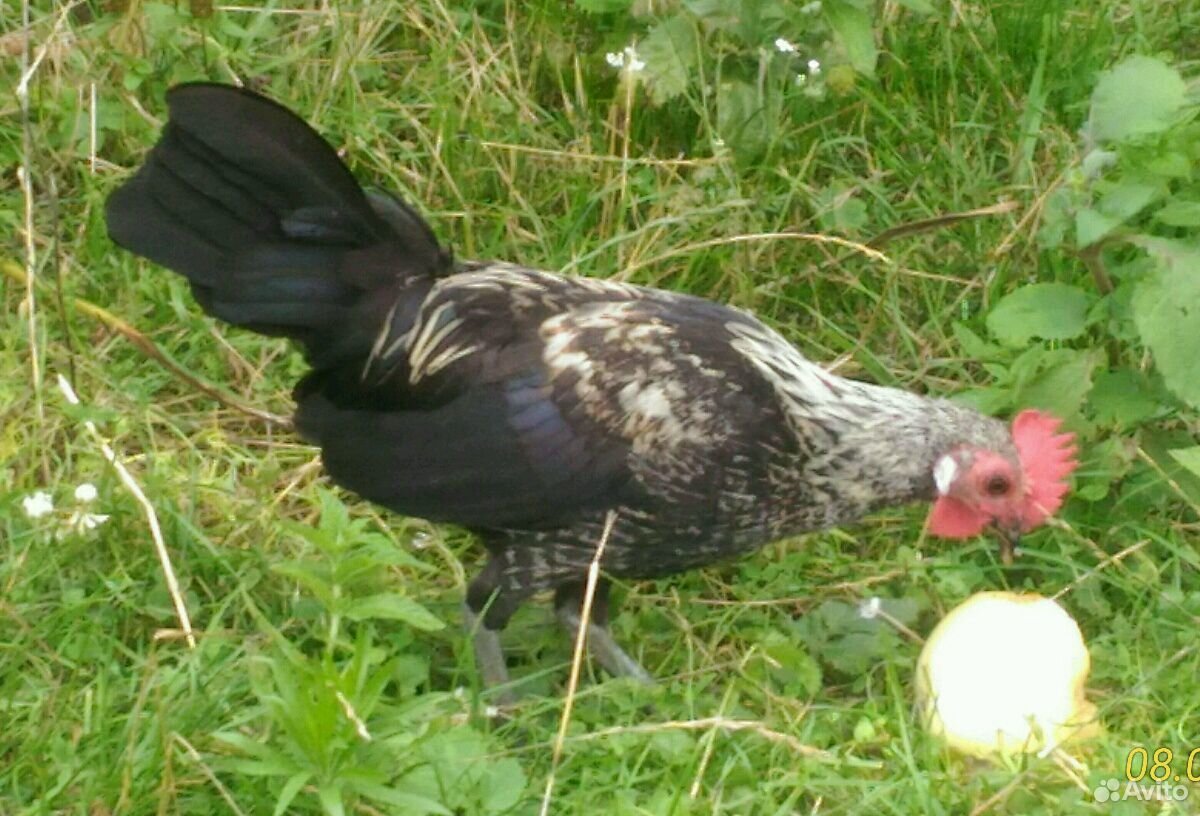 Декоративные куры. Бентамка. Королёк. Яйца
