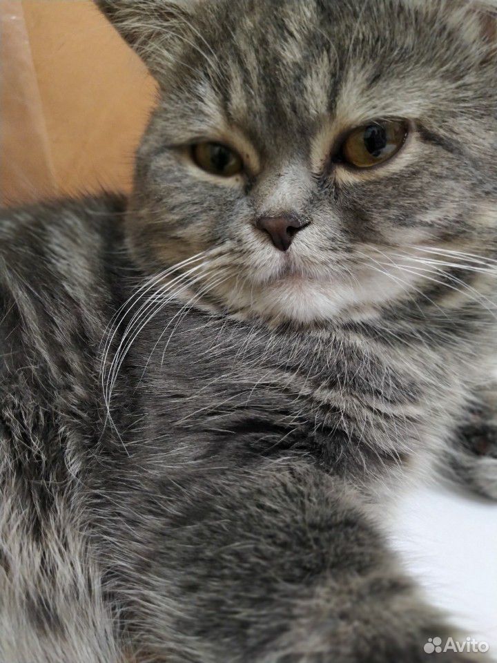 Помесь Шотландец+Перс