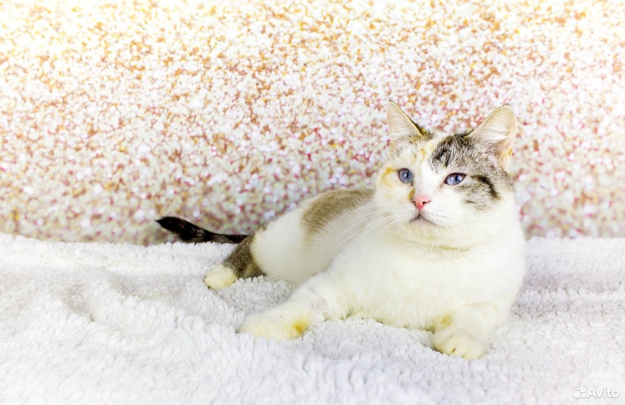 Кошка Тесс, 2.5 года (из приюта)