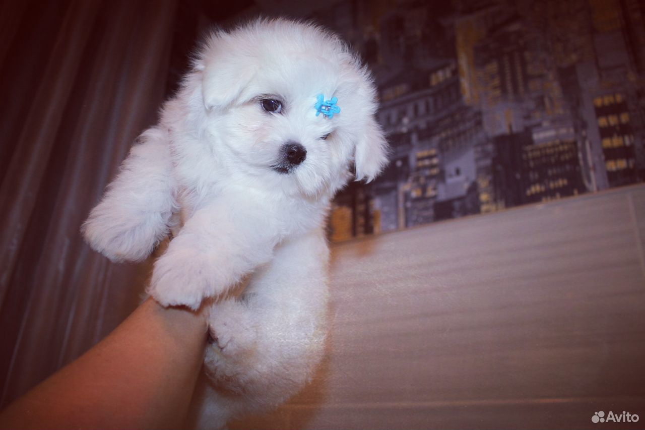 Красавчик - мальчик мальтезе 2,5 мес