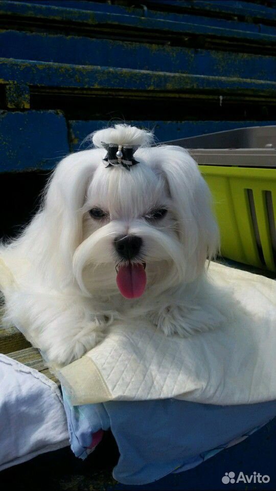 Жених мини мальтезе