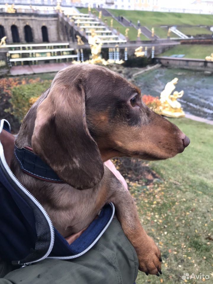 Вязка такса