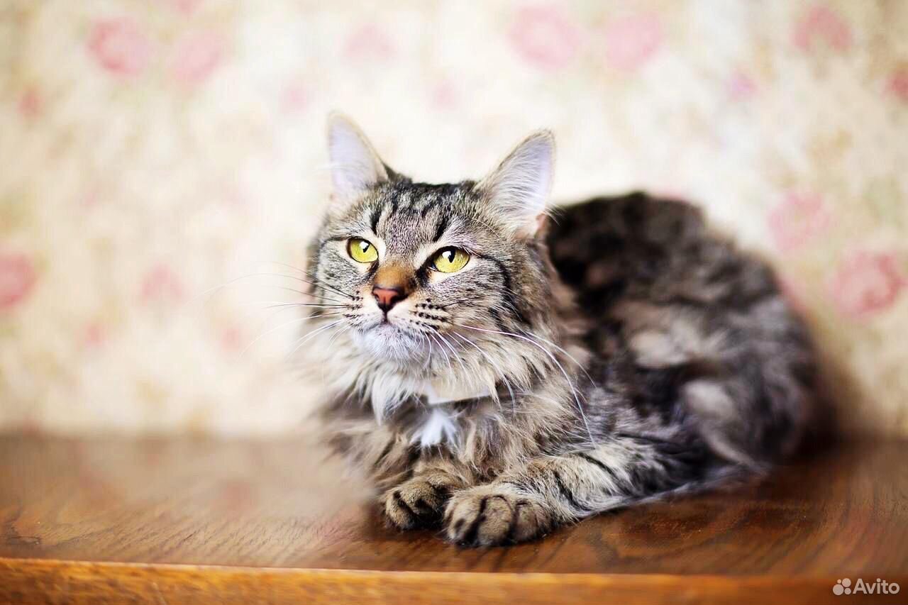 Кошка Грация