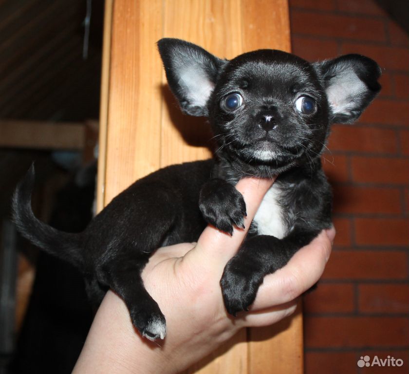 Мистер Твистер