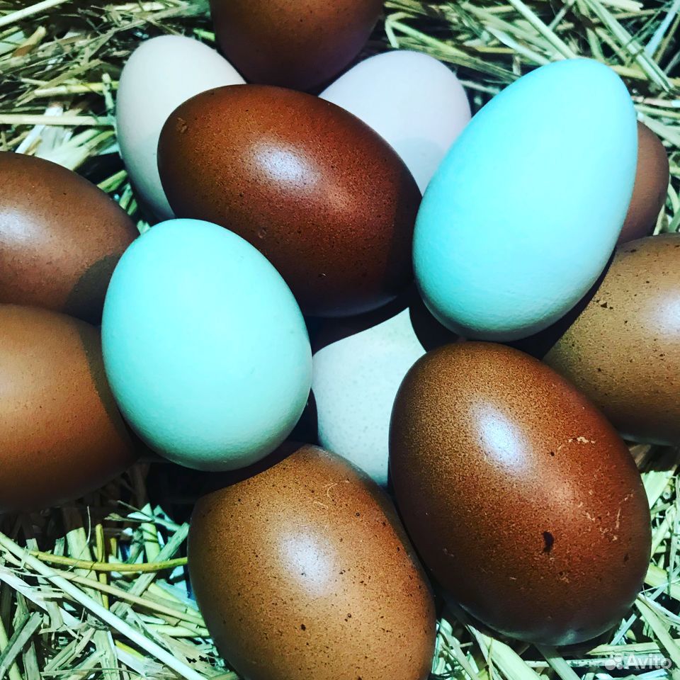 Инкубационные яйца
