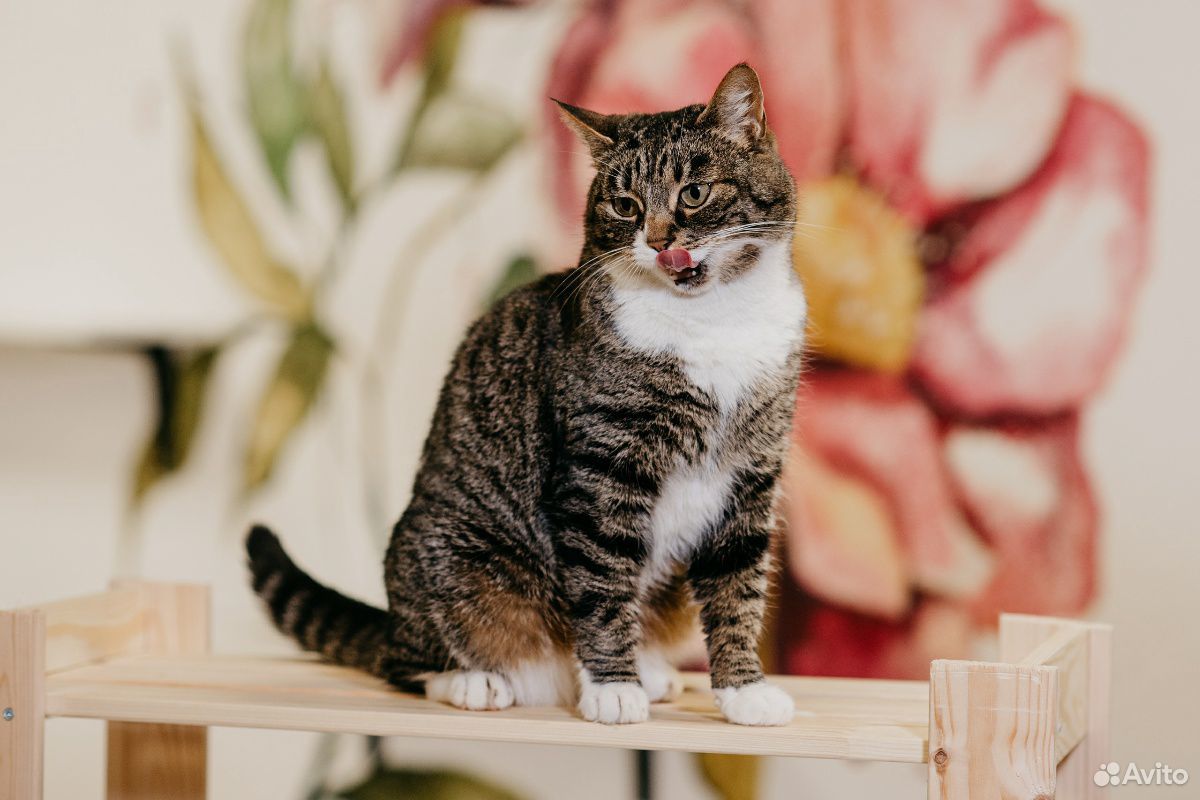 Кошка Маруся