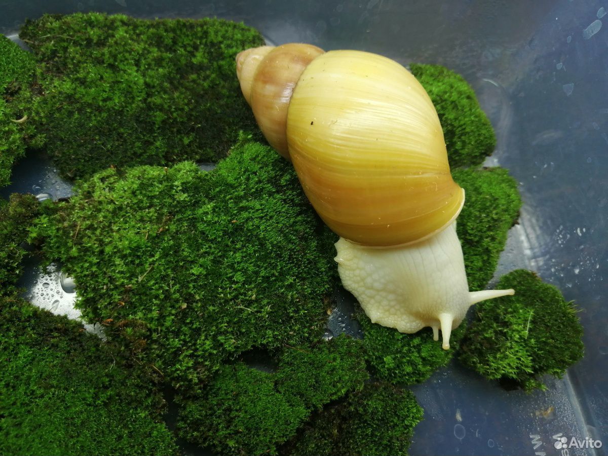 Улитка Ахатина